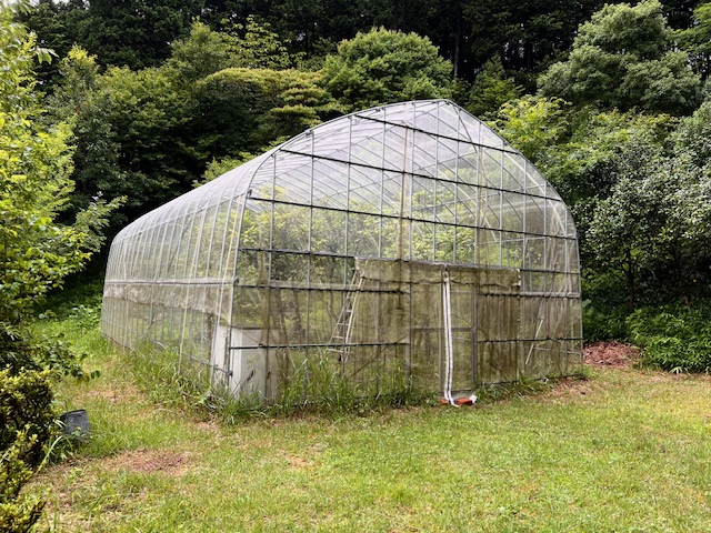 オオムラサキ2024年c20240630 – sakura-techno