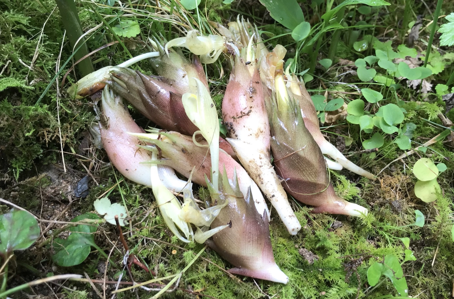 ミョウガd210904 – sakura-techno