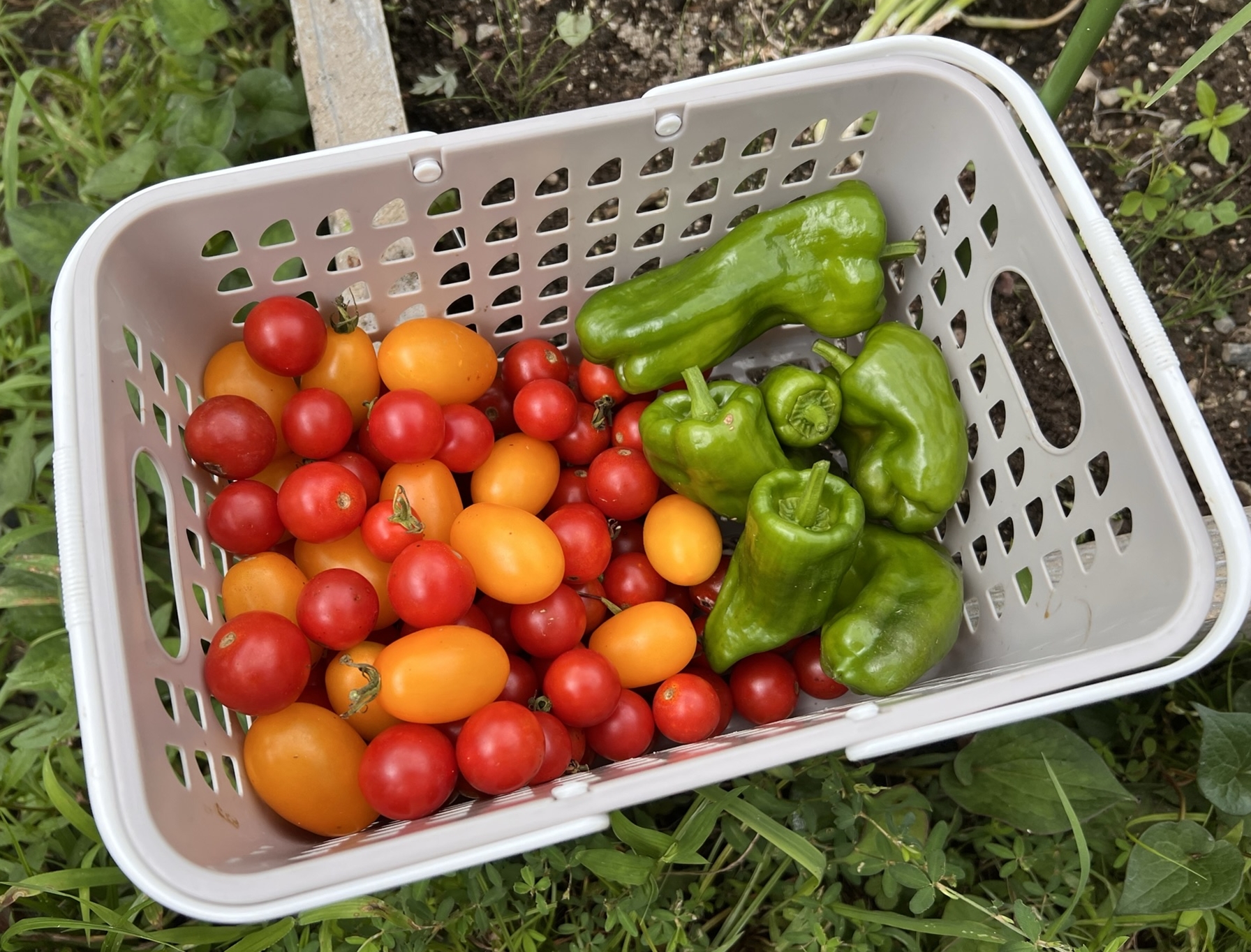 防獣ネット効果c220828 – sakura-techno