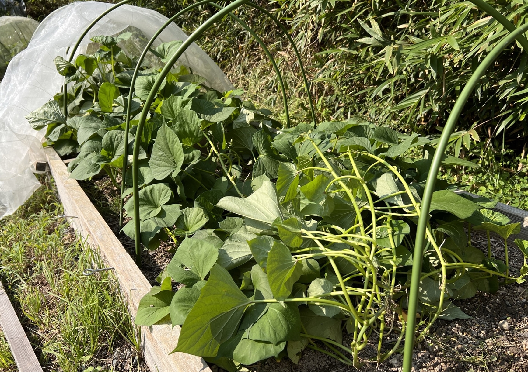 防獣ネット効果ee220828 – sakura-techno