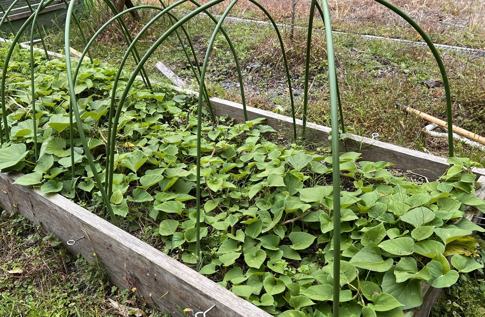 篠山秋実りff221112 – sakura-techno