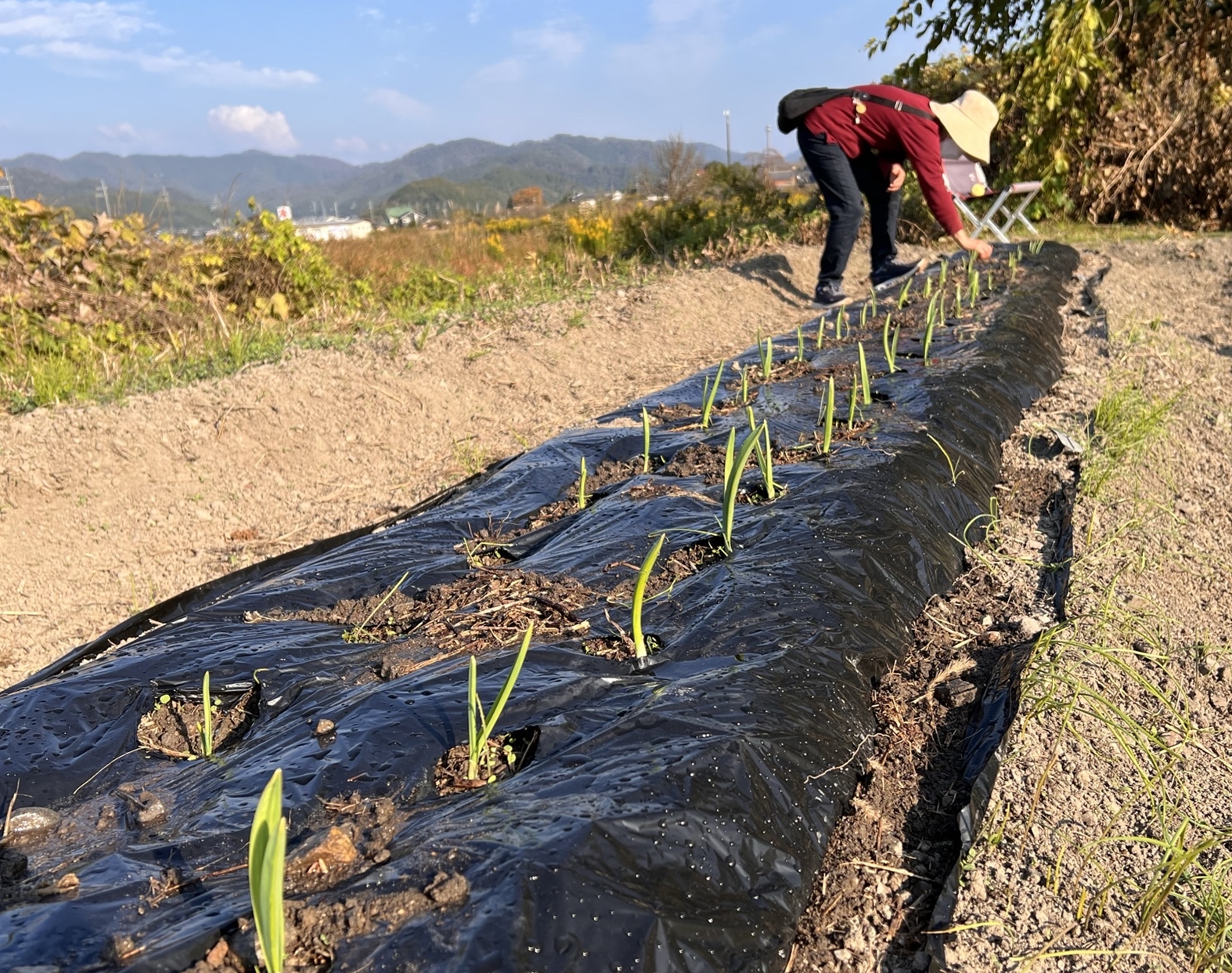 篠山秋実りi221112 – sakura-techno
