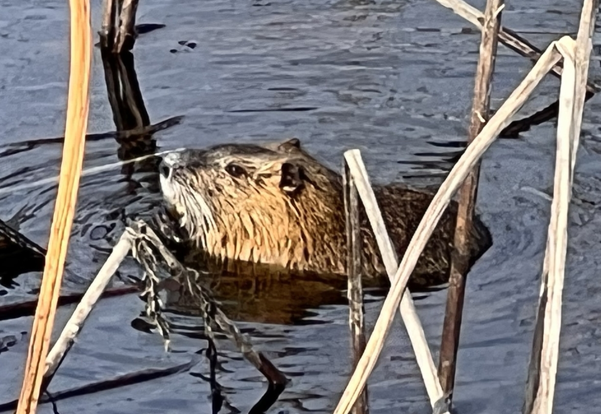 篠山大雪g230126 – sakura-techno