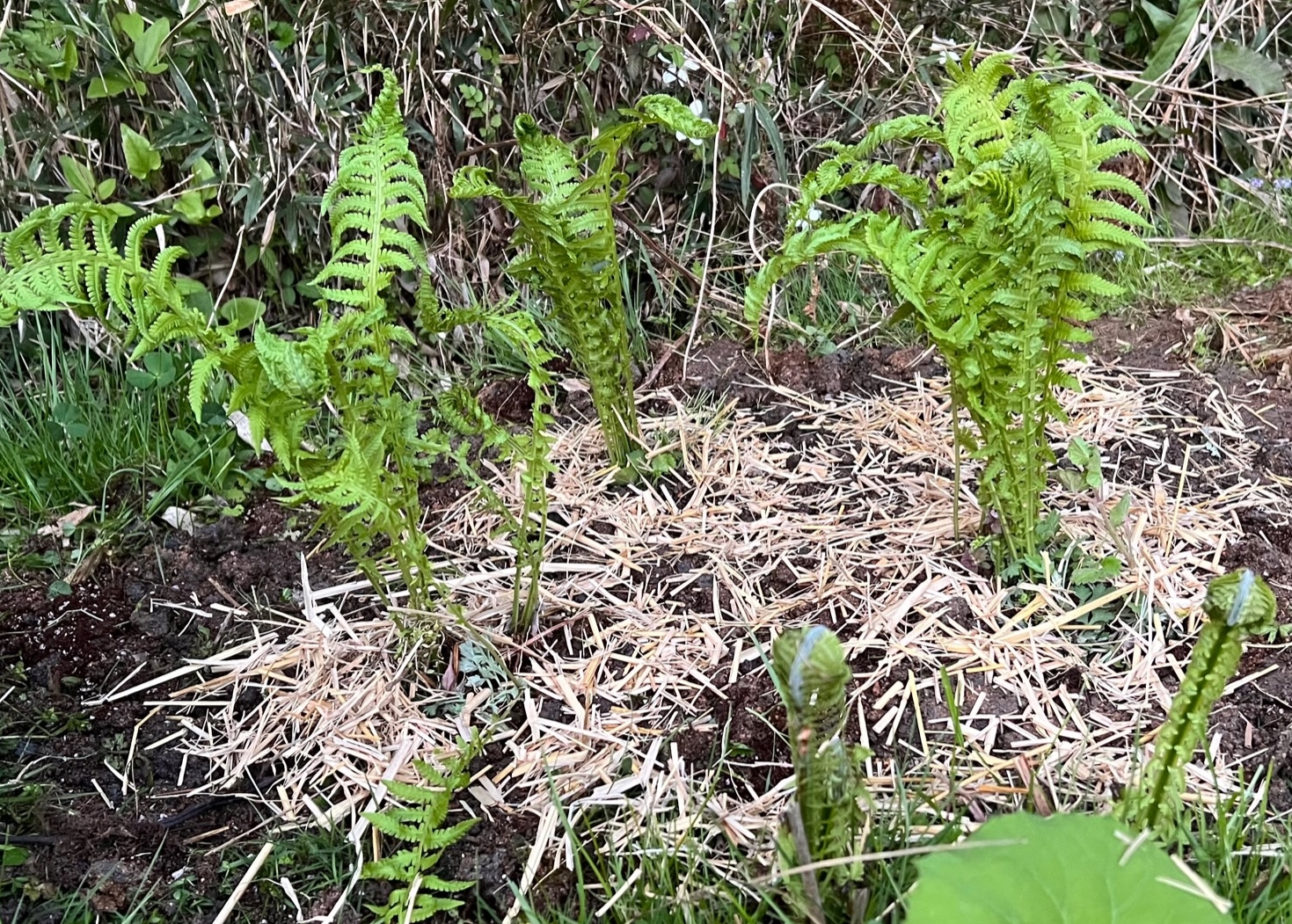 篠山GWbb230501 – sakura-techno