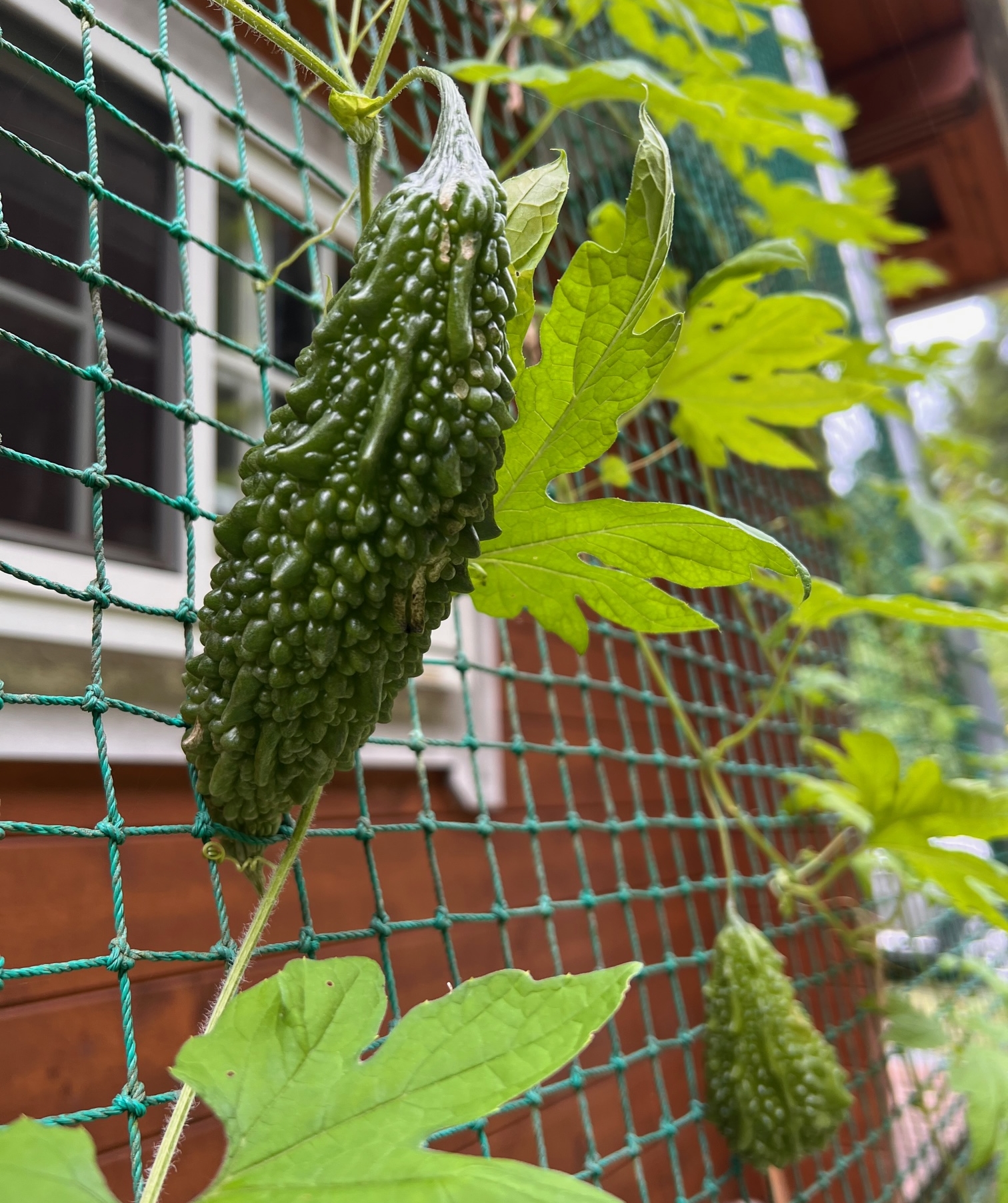 ゴーヤc230829 – sakura-techno