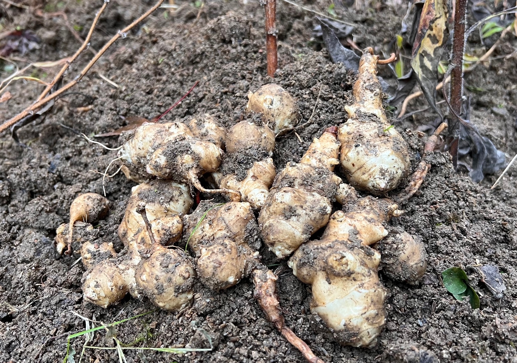 秋収穫ee231121 – sakura-techno