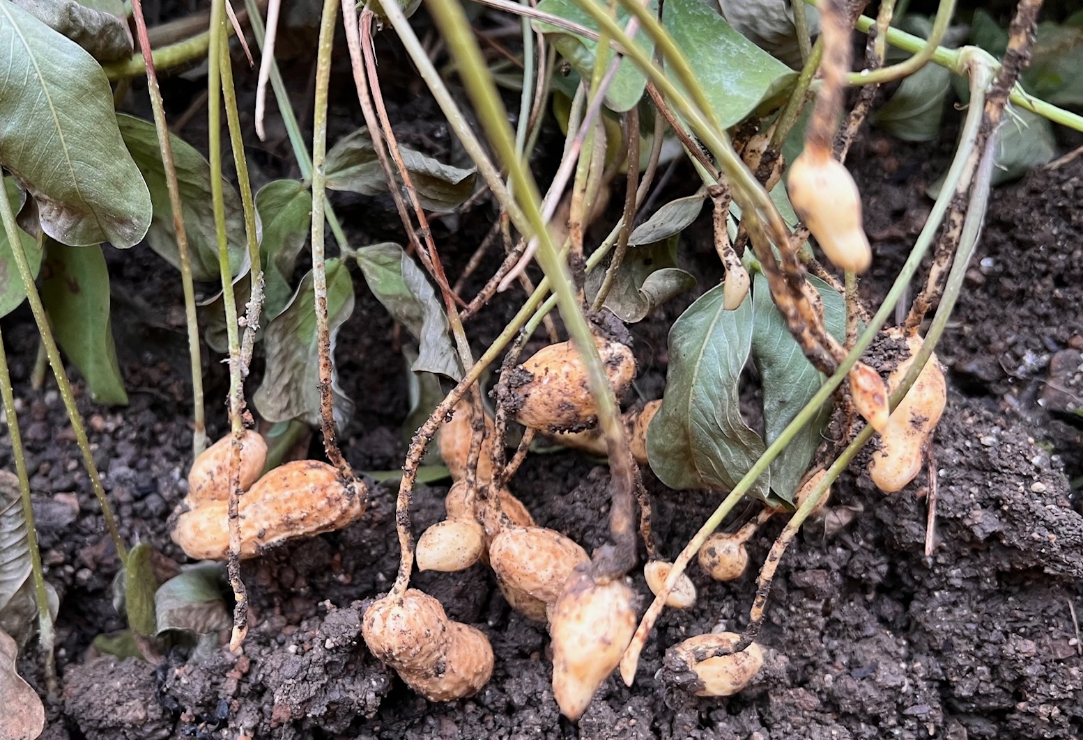 落花生bb231119 – sakura-techno