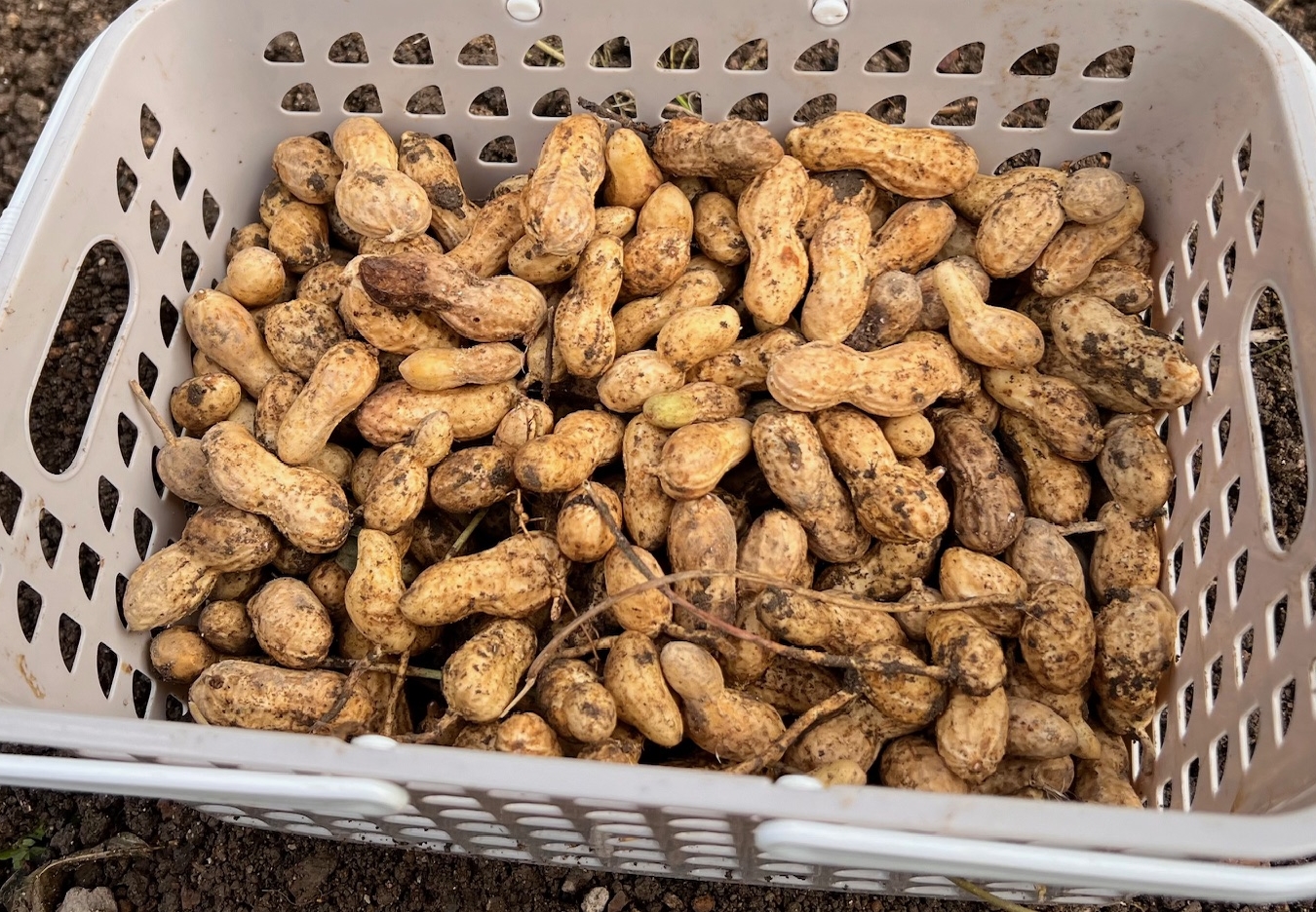 落花生cc231119 – sakura-techno