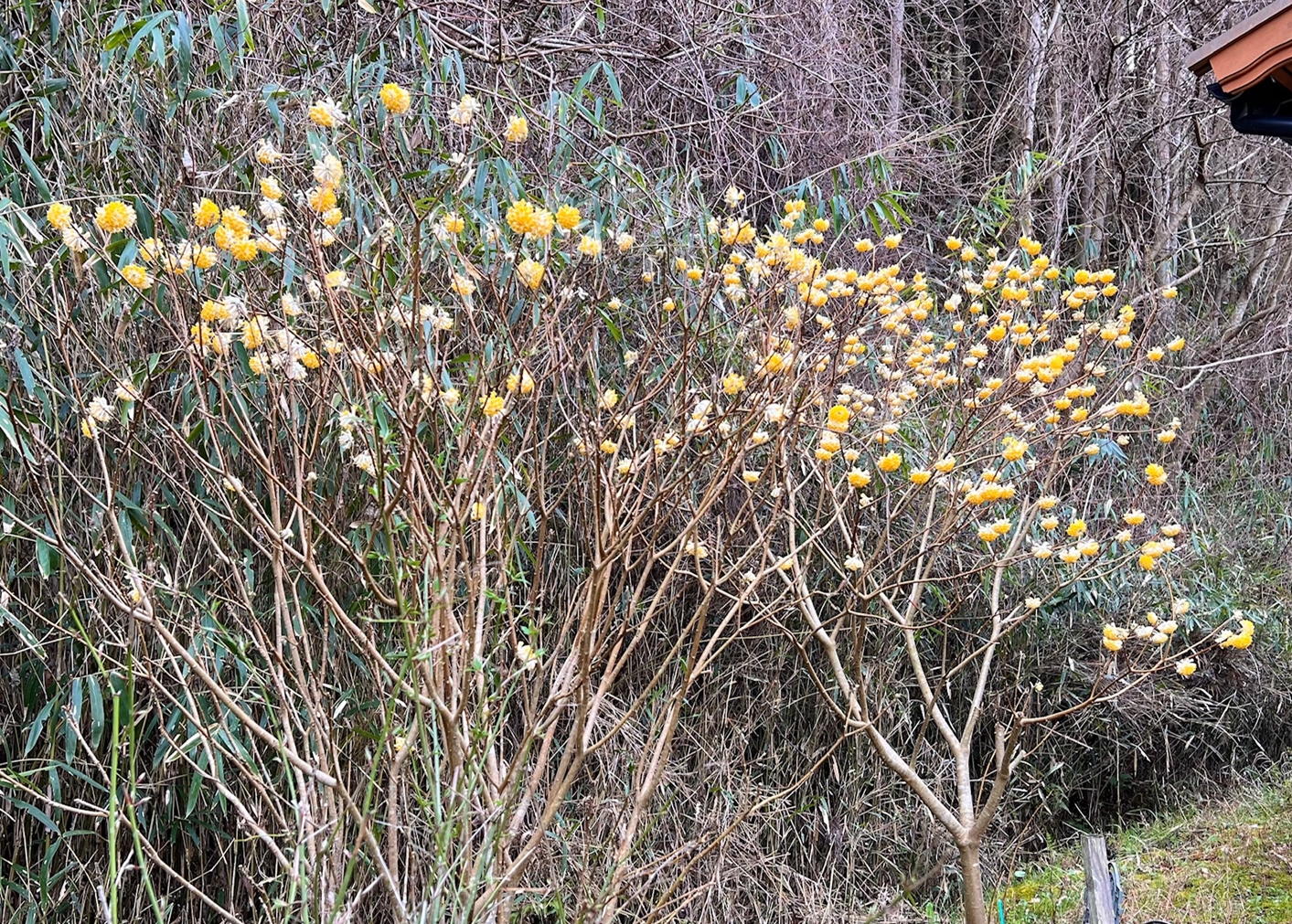 春野菜bbbb – sakura-techno