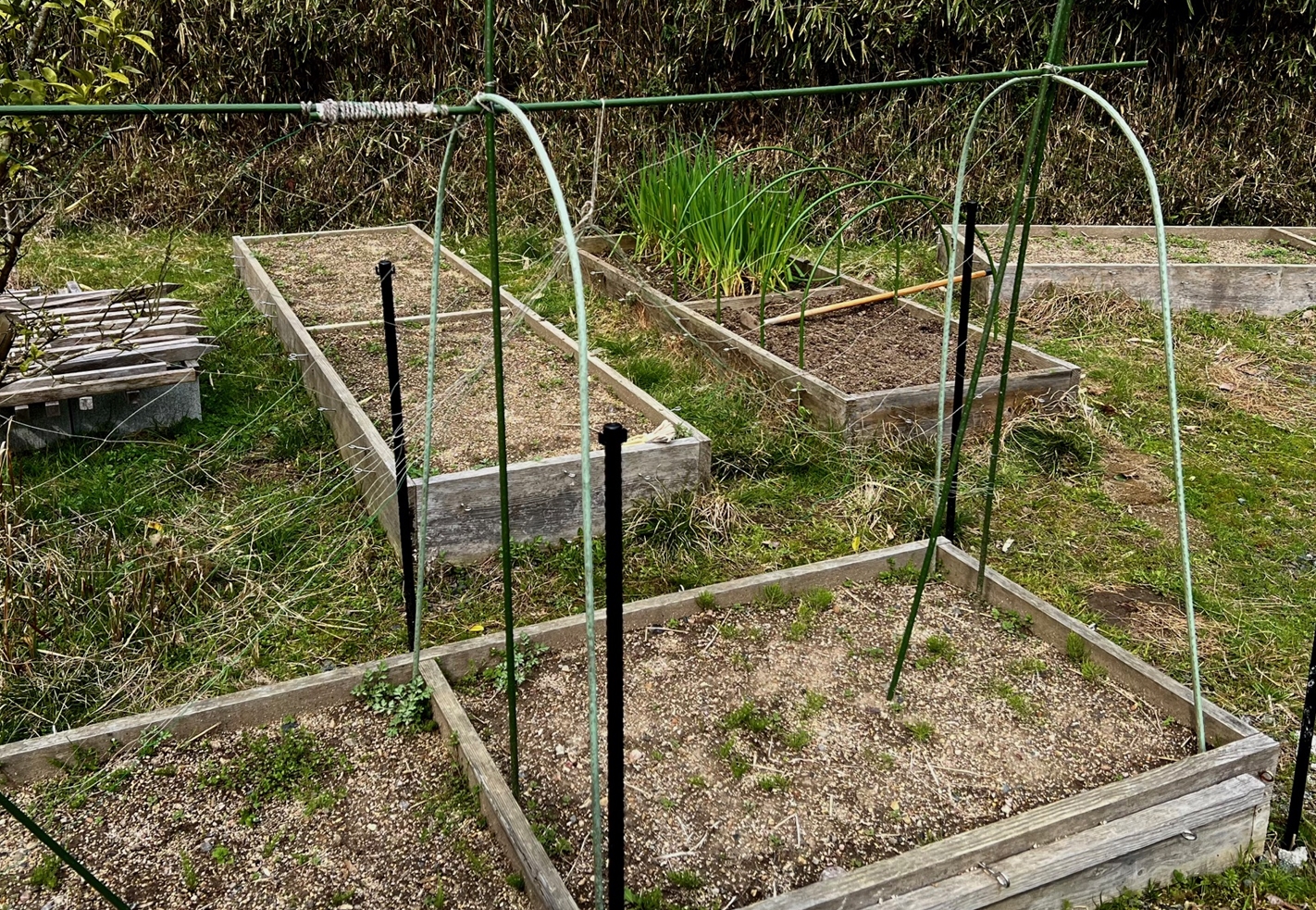 春野菜eeeee240407 – sakura-techno